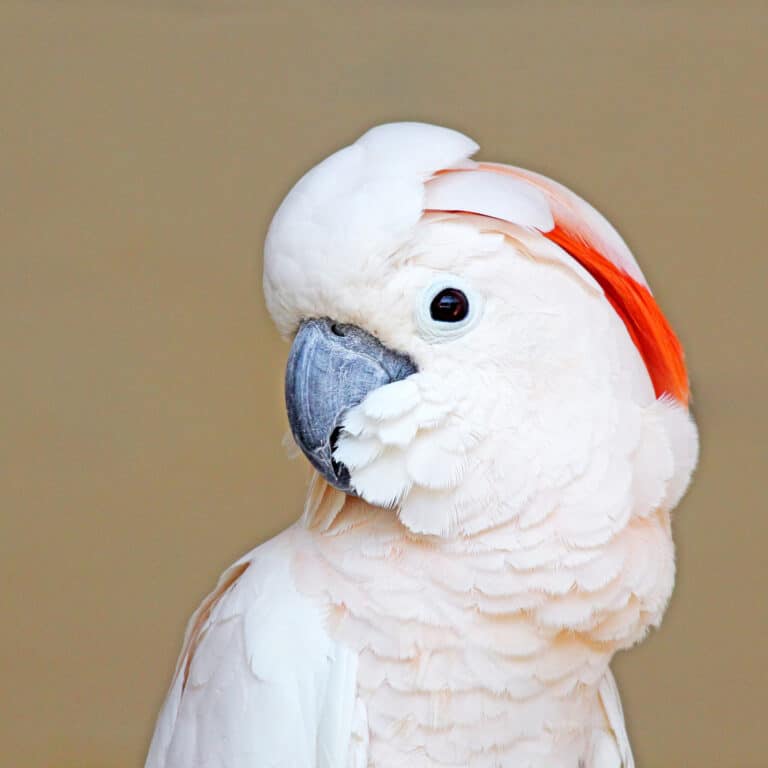Which Parrot Has The Worst Bite? - Talkie Parrot