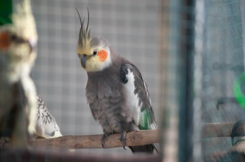 Why do Cockatiels Have Orange Cheeks? - Talkie Parrot