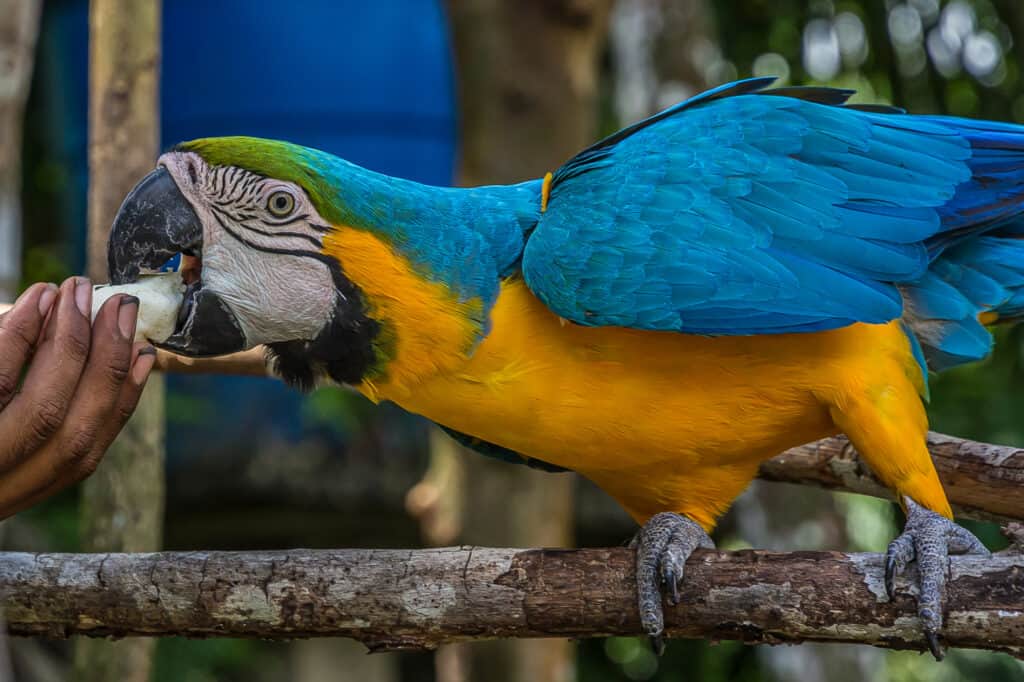 Which Parrot Has The Worst Bite? - Talkie Parrot