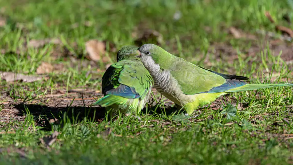 How Good Is Parrot Hearing? Learn Why Parrots Are So Good at Mimicking ...