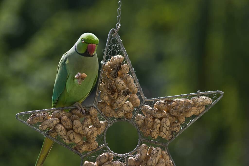 Can Parrots Eat Peanut Butter Safely? - Talkie Parrot