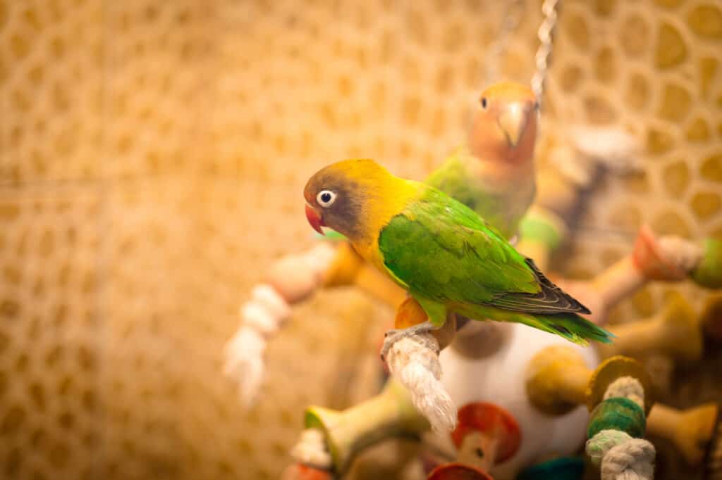 Do Parrots Attract Mice? Is There Any Danger? - Talkie Parrot