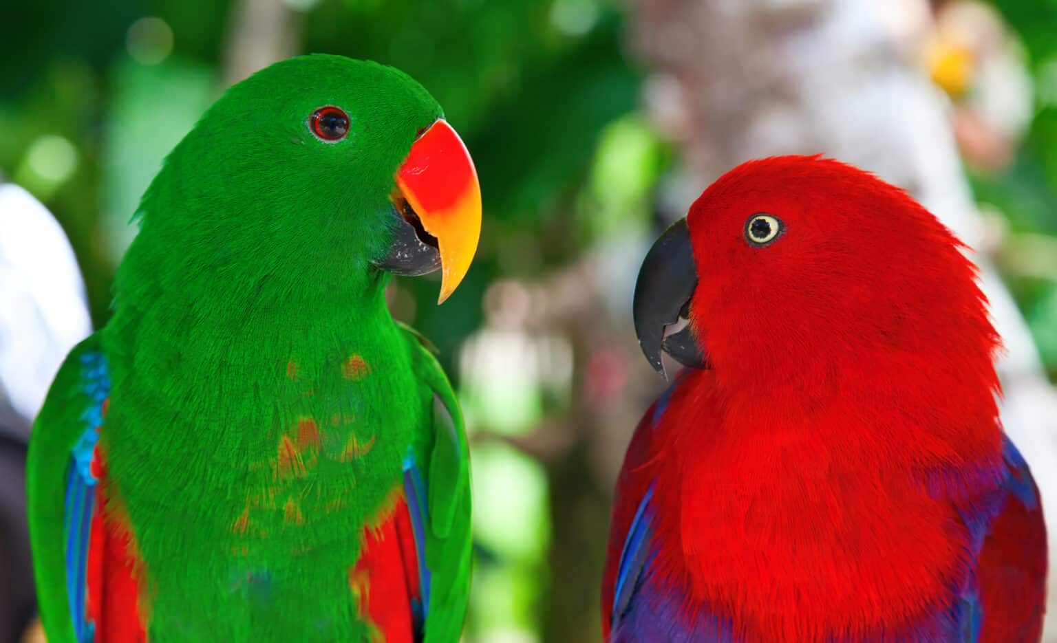Is My Parrot Male or Female? - Talkie Parrot