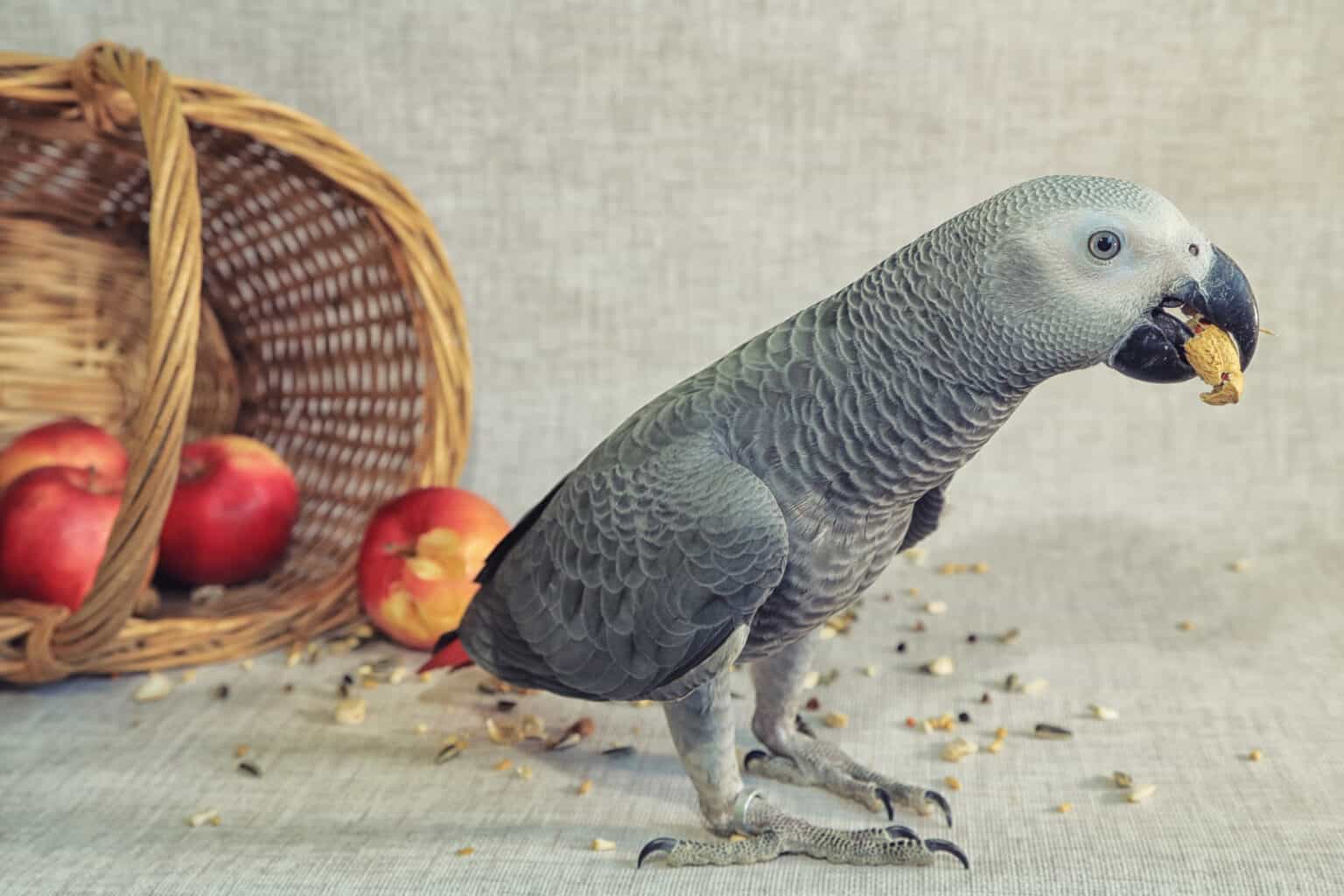 Can Parrots Eat Peanut Butter Safely? - Talkie Parrot