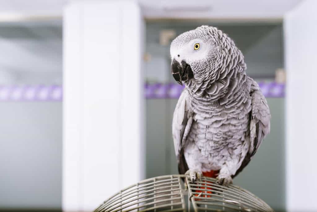 What Are the Best Parrot Cages? Learn How to Choose One!