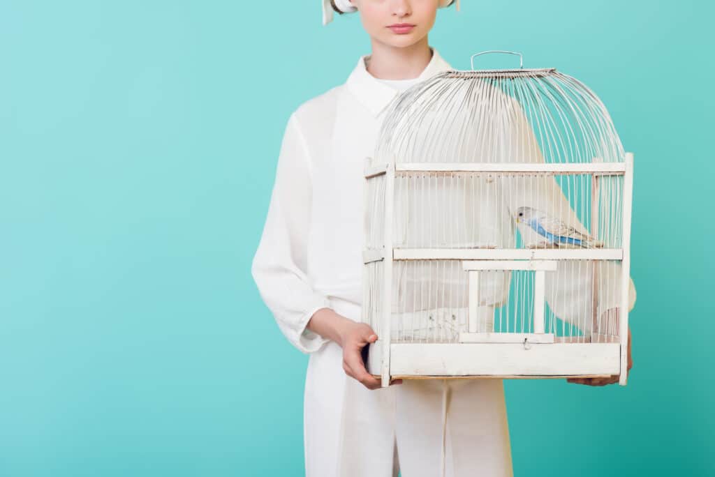 What Are the Best Parrot Cages? Learn How to Choose One! – Talkie Parrot
