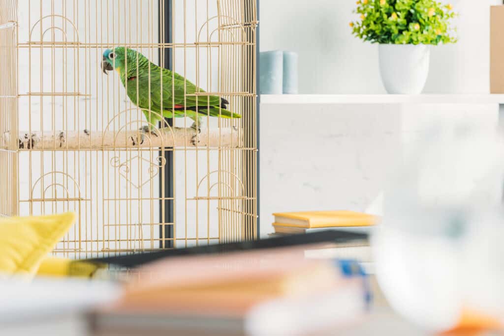 What Are the Best Parrot Cages? Learn How to Choose One!