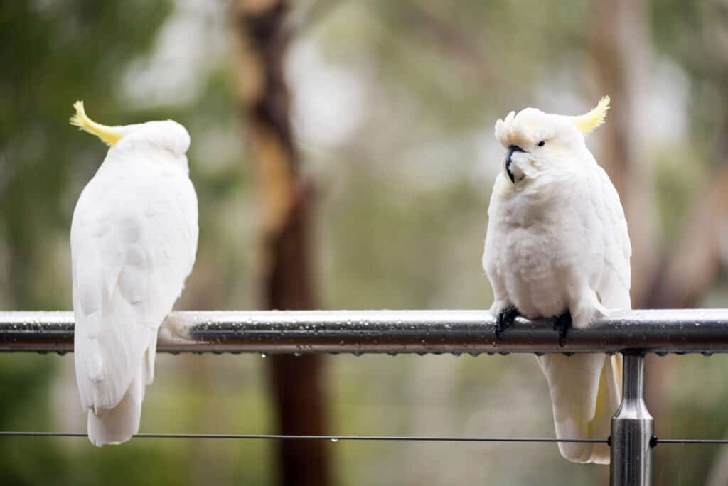Can Cockatoos Talk? - Talkie Parrot