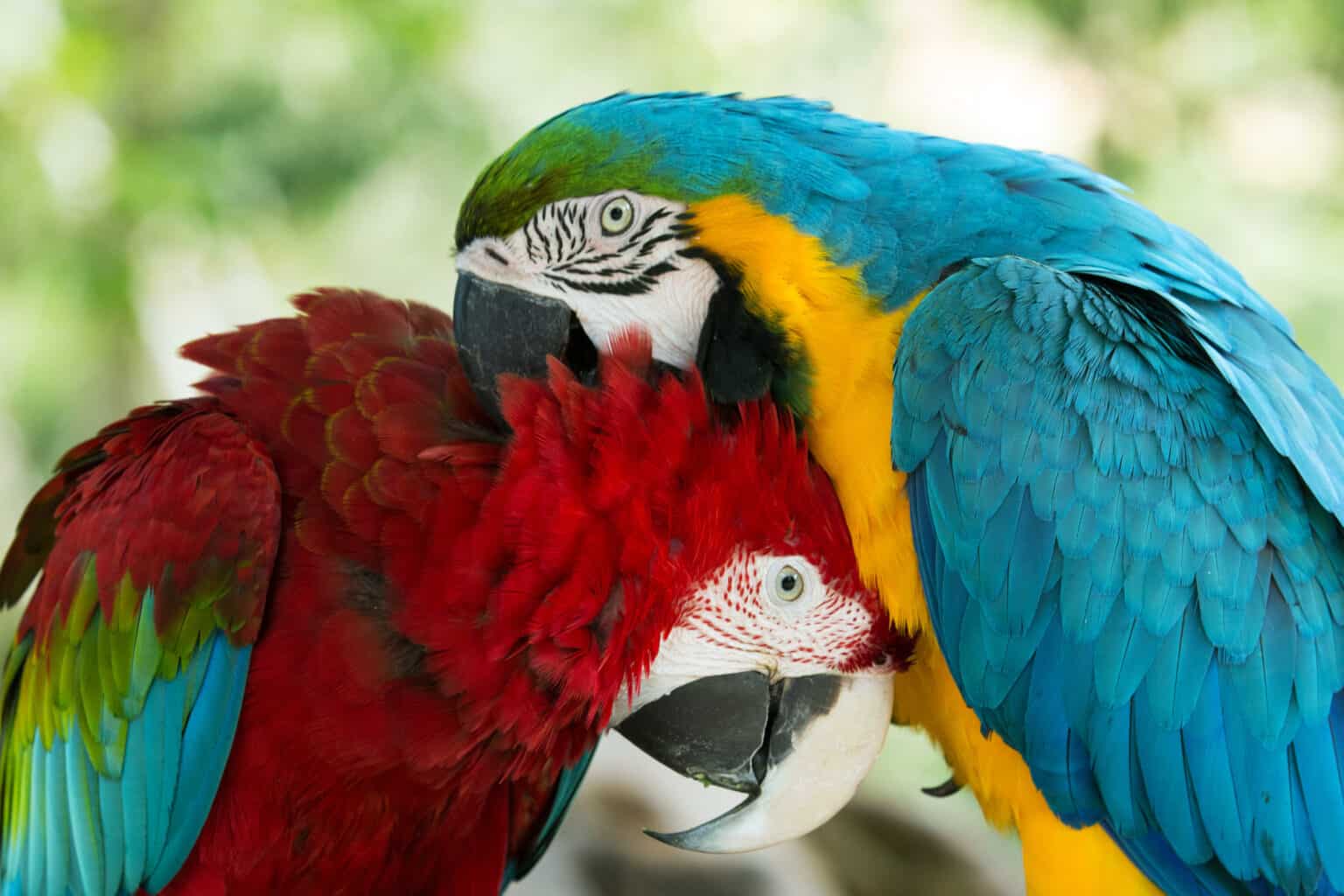 Can Macaws Talk? - Talkie Parrot