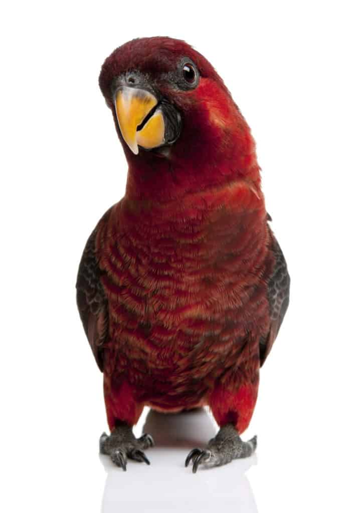 17 Kinds Of Red Parrots (With Photos) - Talkie Parrot