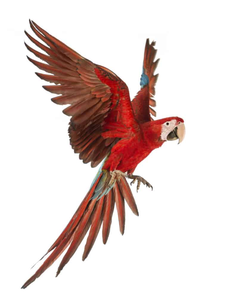 17 Kinds Of Red Parrots (With Photos) - Talkie Parrot
