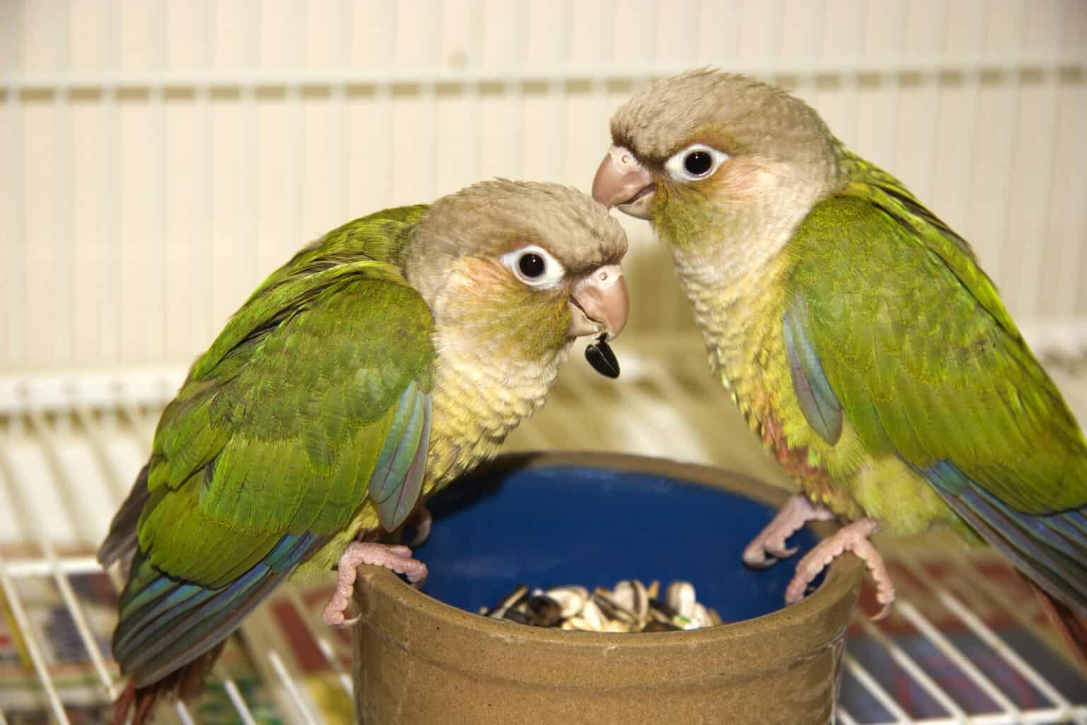Where Do Green Cheek Conures Originate From? - Talkie Parrot