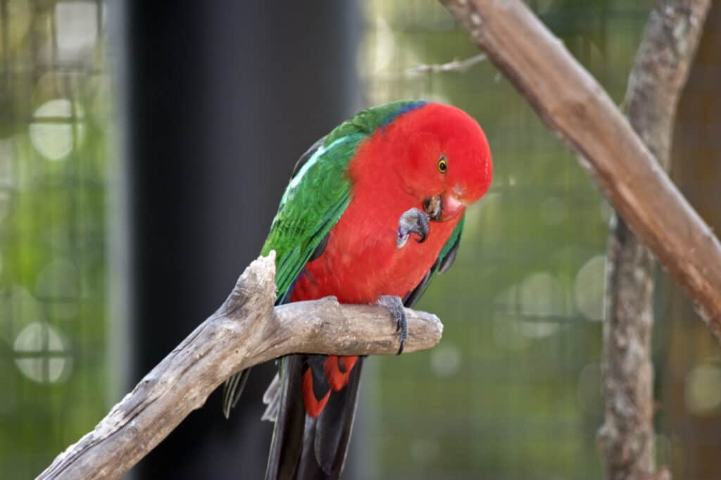 17 Kinds Of Red Parrots (With Photos) - Talkie Parrot