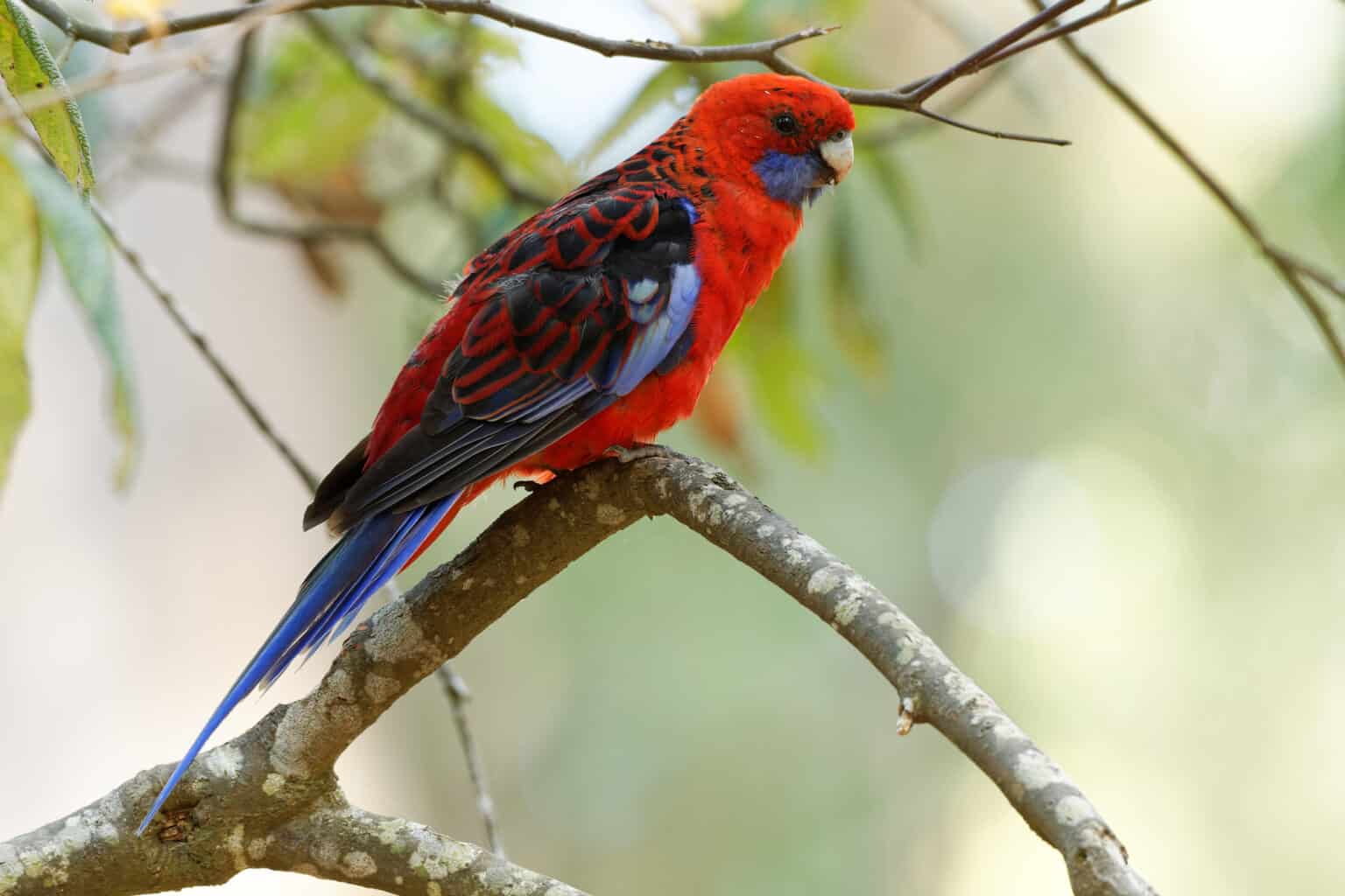17 Kinds Of Red Parrots (With Photos) - Talkie Parrot