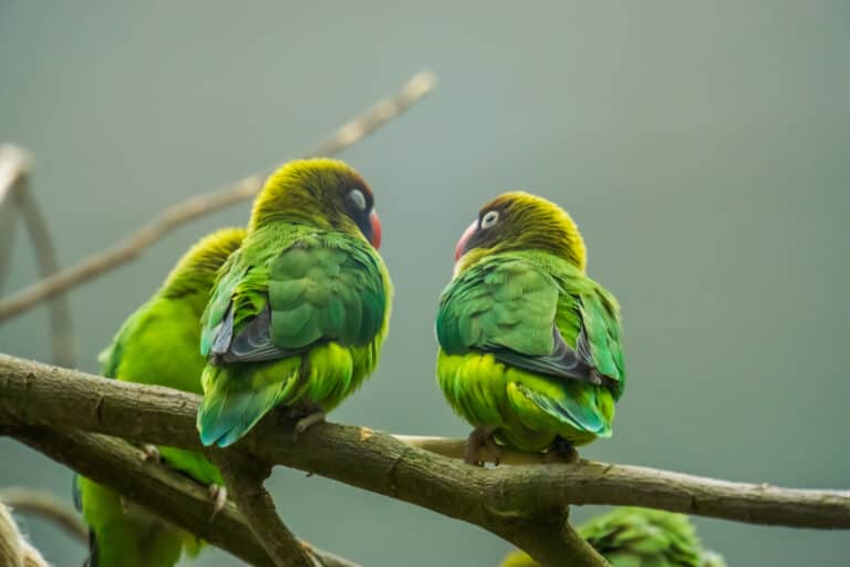 Where Do Green Cheek Conures Originate From? - Talkie Parrot