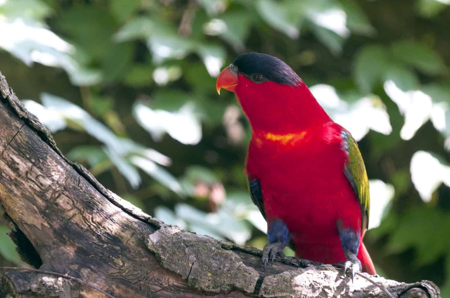 17 Kinds Of Red Parrots (With Photos) - Talkie Parrot