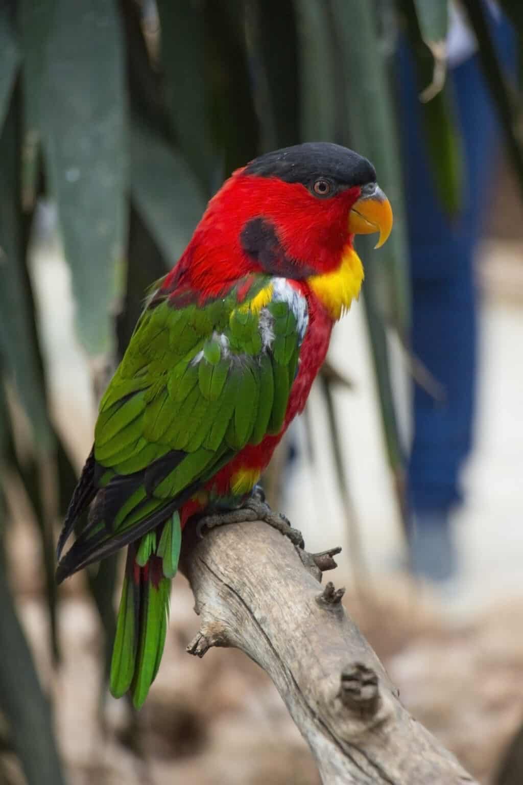 17 Kinds Of Red Parrots (With Photos) - Talkie Parrot
