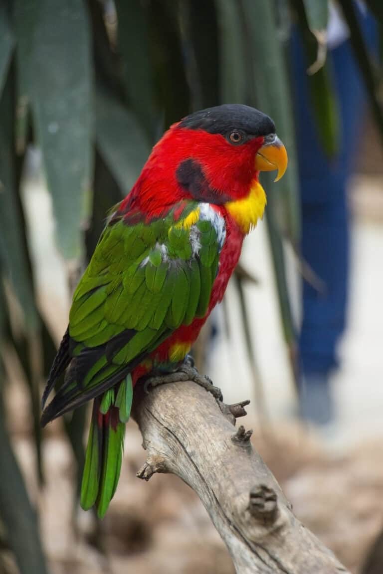 17 Kinds Of Red Parrots (With Photos) - Talkie Parrot