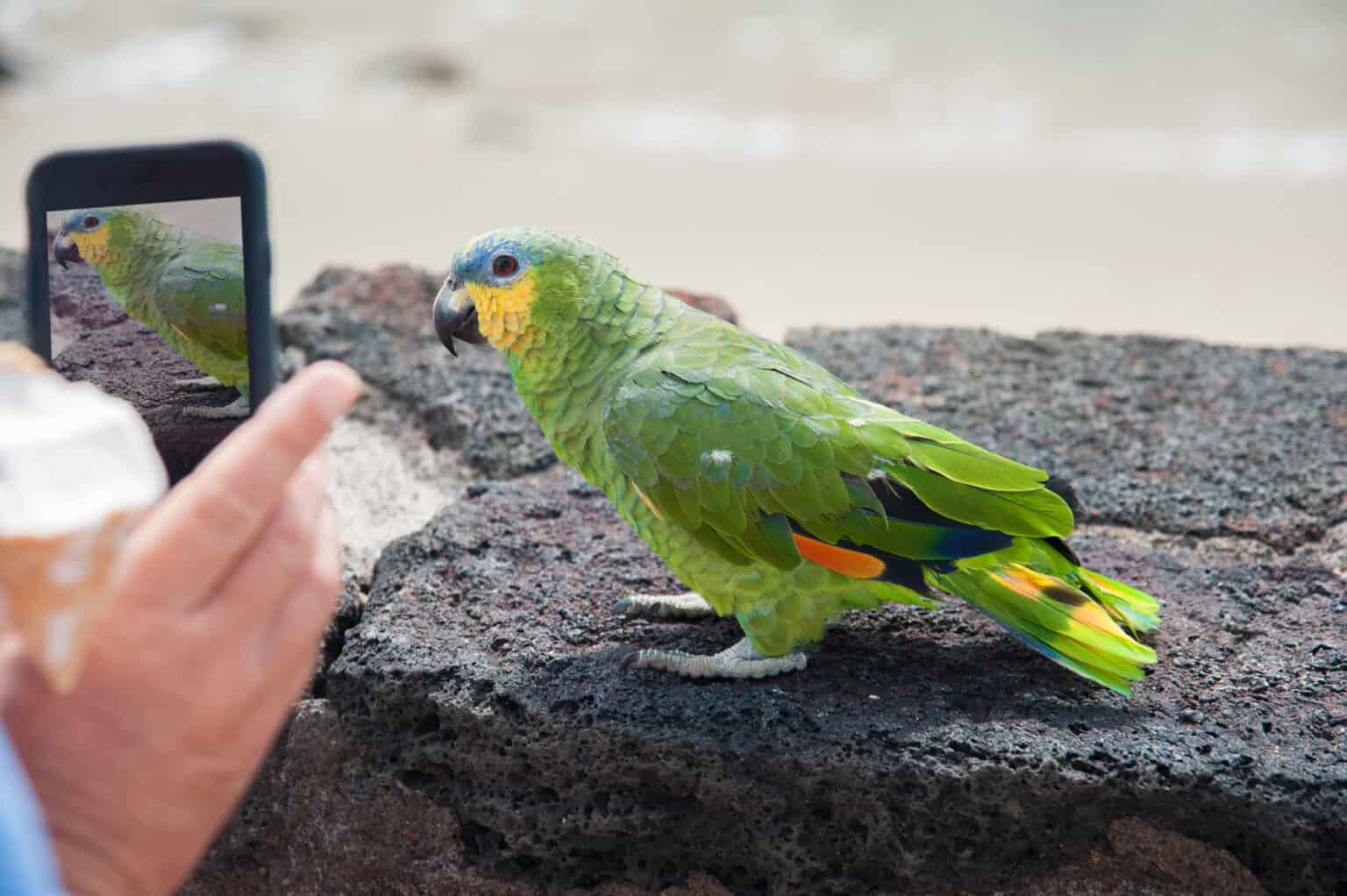 Do Green Cheek Conures Talk? - Talkie Parrot