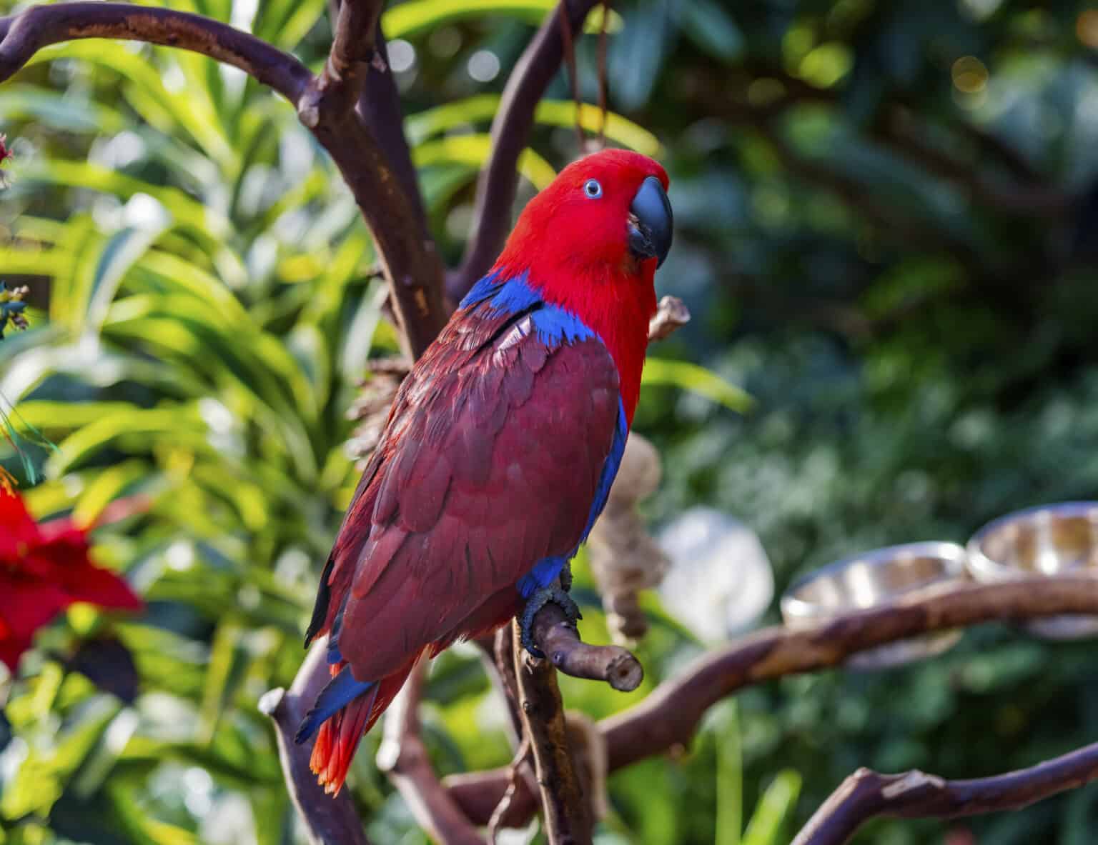 17 Kinds Of Red Parrots (With Photos) - Talkie Parrot