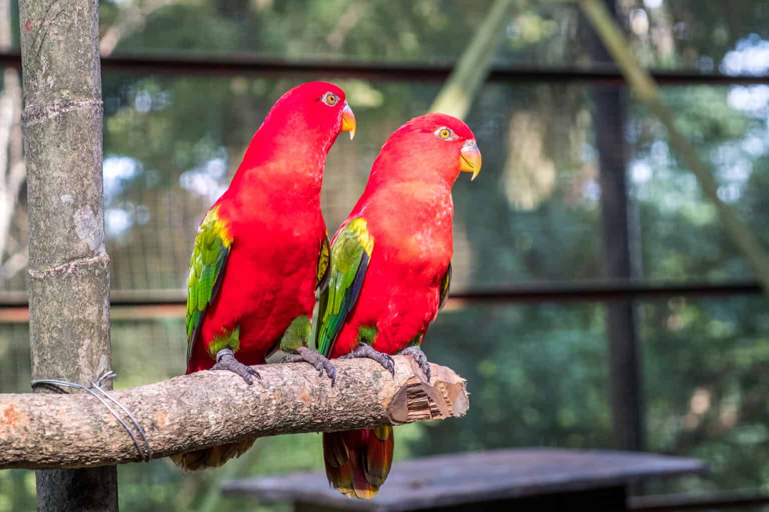 17 Kinds Of Red Parrots (With Photos) - Talkie Parrot