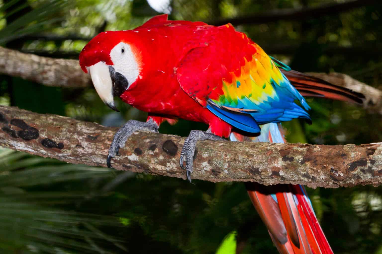 17 Kinds Of Red Parrots (With Photos) - Talkie Parrot