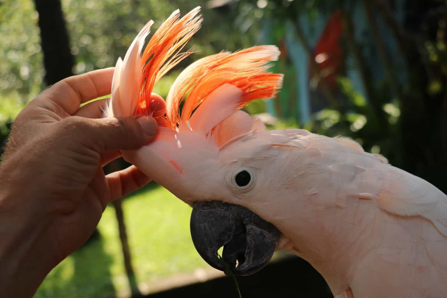 17 Kinds Of Red Parrots (With Photos) - Talkie Parrot