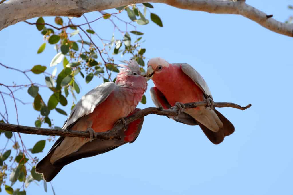 17 Kinds Of Red Parrots (With Photos) - Talkie Parrot