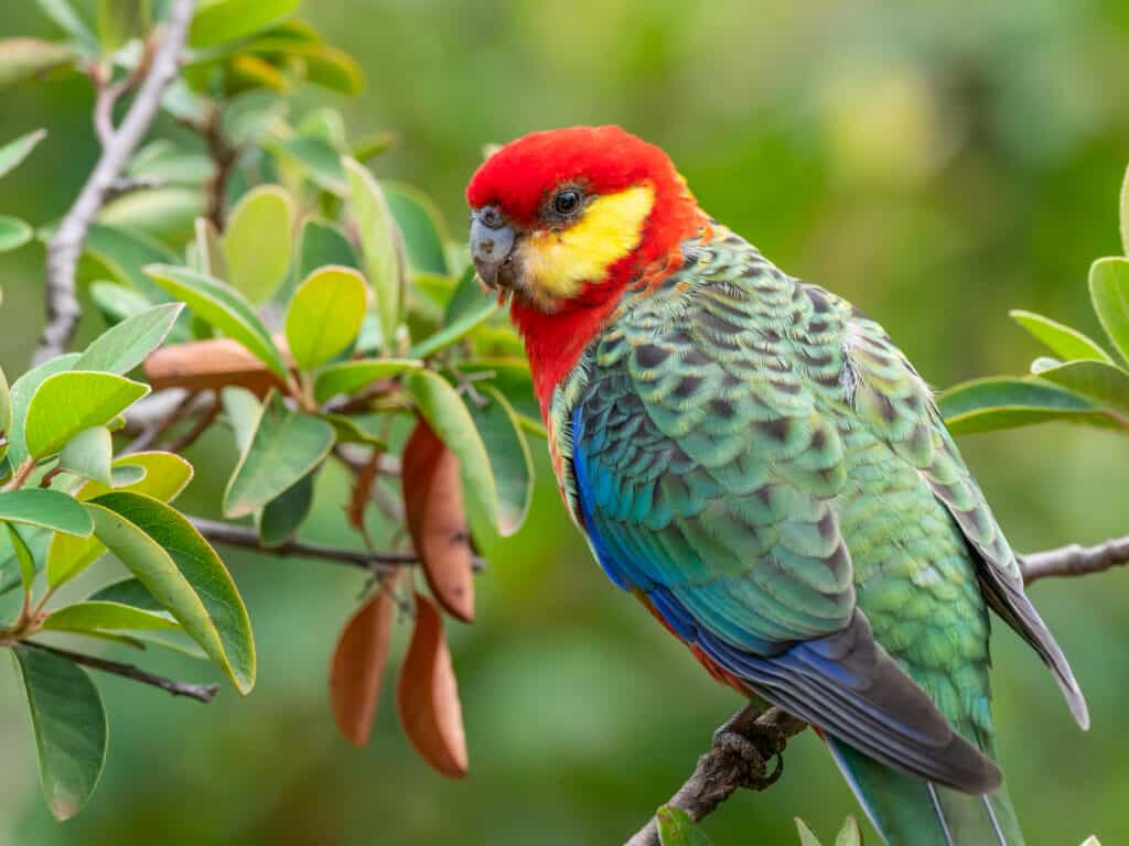 17 Kinds Of Red Parrots (With Photos) - Talkie Parrot