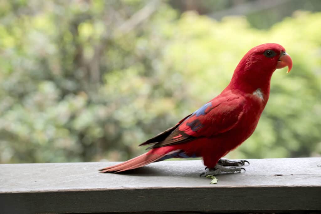 17 Kinds Of Red Parrots (With Photos) - Talkie Parrot