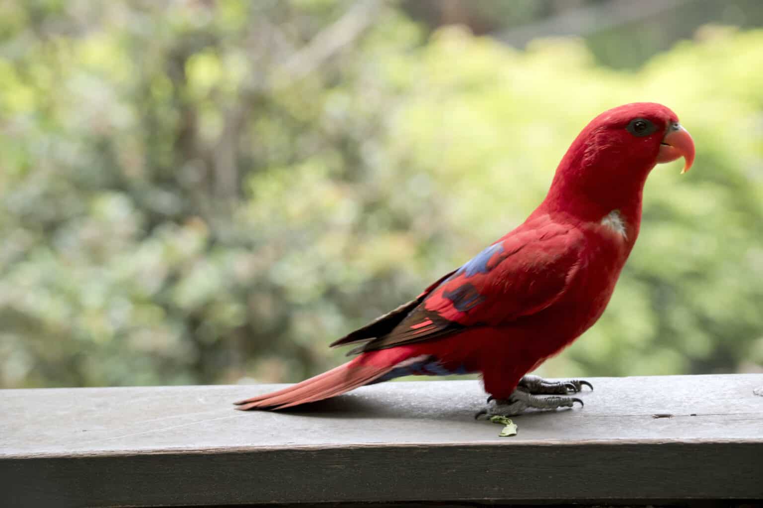 17 Kinds Of Red Parrots (With Photos) - Talkie Parrot