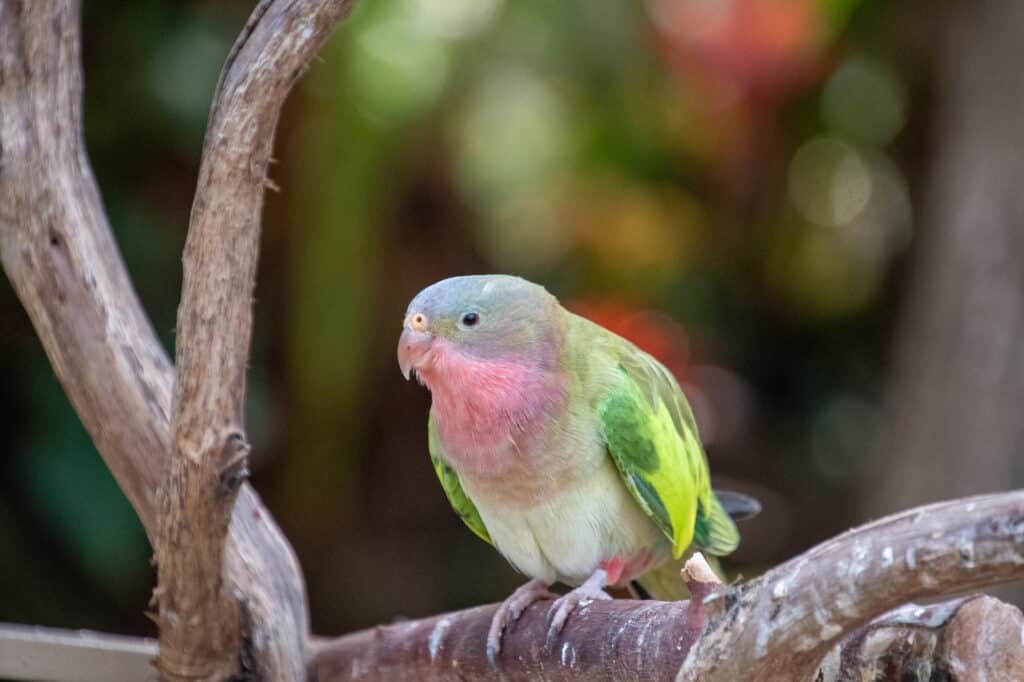Can Princess Parrots Talk and How to Train Them? - Talkie Parrot