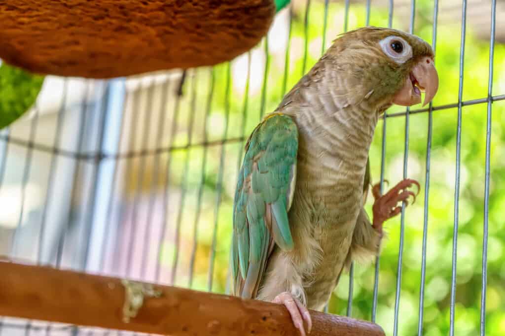 How Often Do Green Cheek Conures Poop? - Talkie Parrot