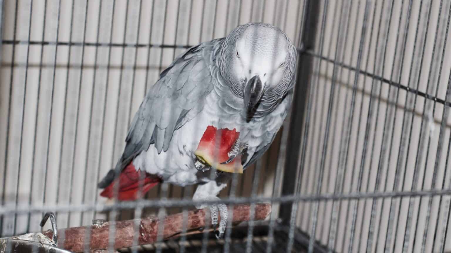 Do Parakeets Eat Watermelon? Is It Safe? - Talkie Parrot
