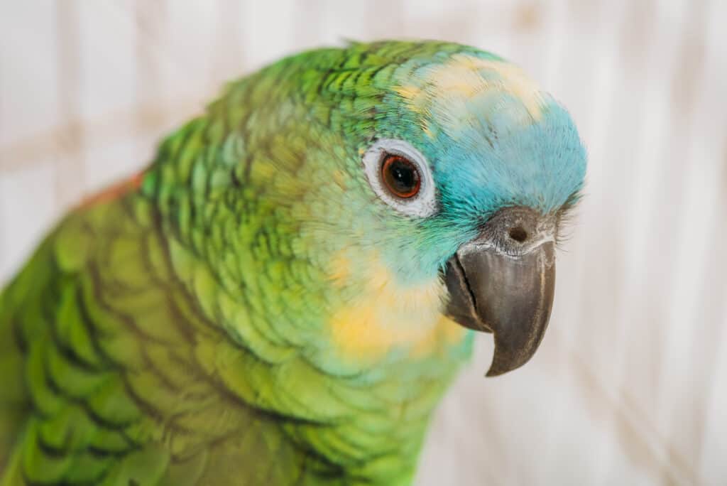 Are Parrots Birds Of Prey? – Talkie Parrot
