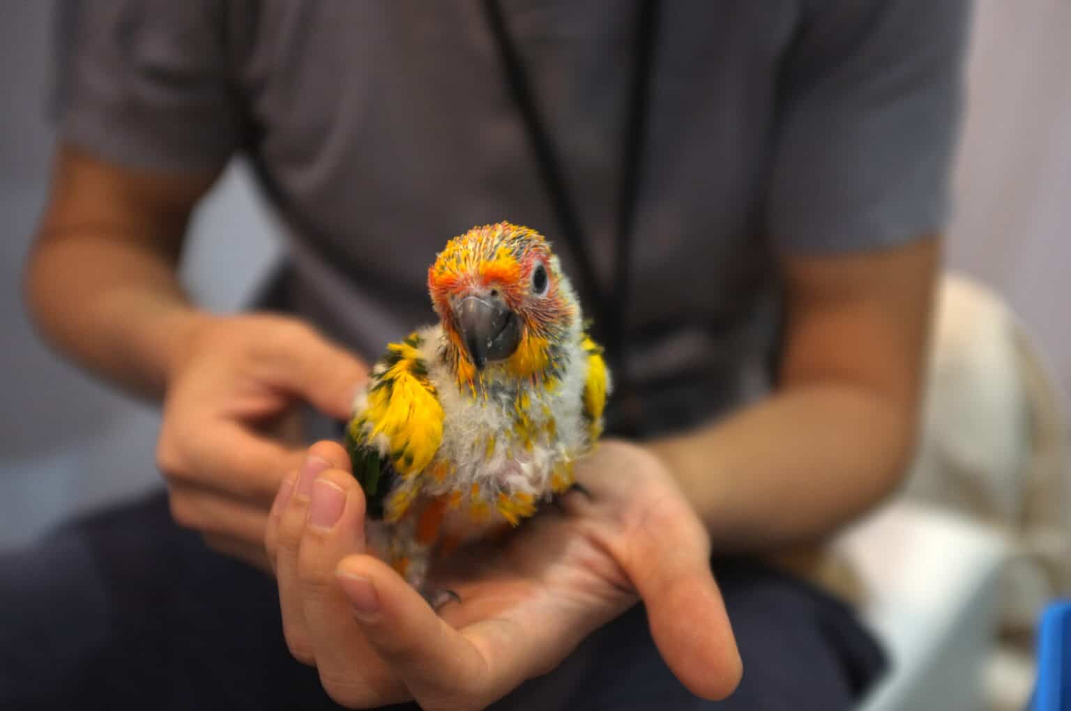 Are Parrots Easy To Breed? 5 Steps to Go Through – Talkie Parrot