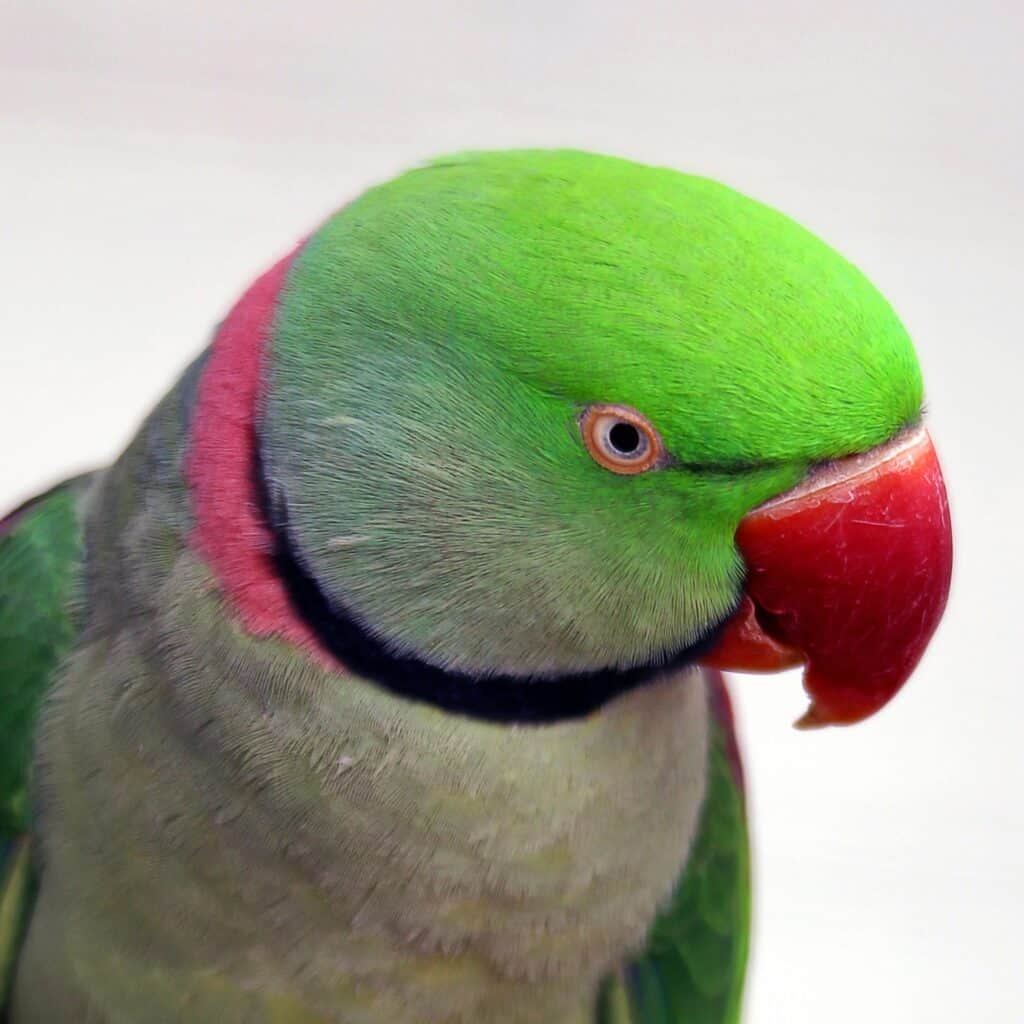 Do Parrots Have Teeth? - Talkie Parrot