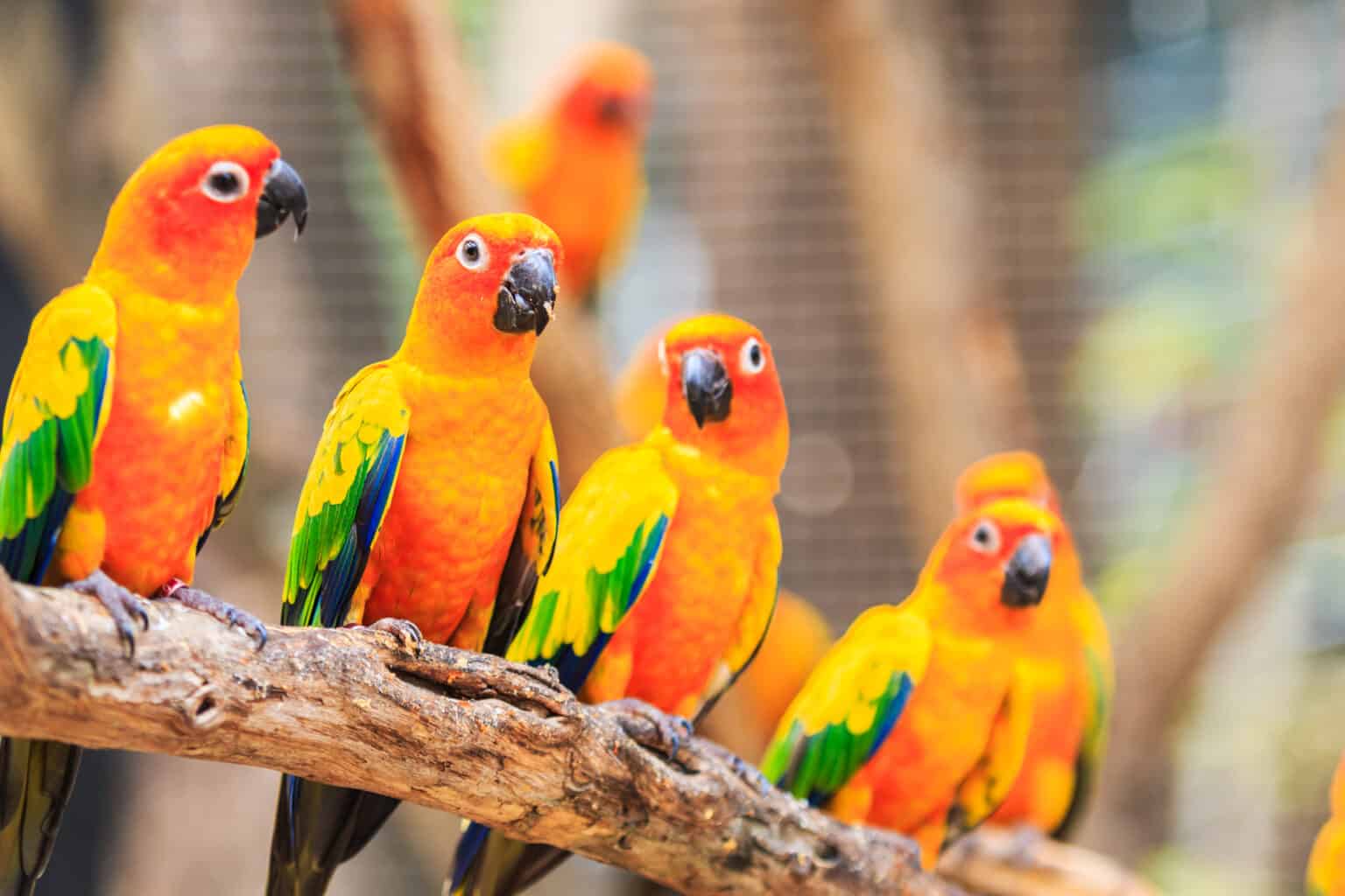 How Often Conures Lay Eggs? Breeder’s Guide – Talkie Parrot