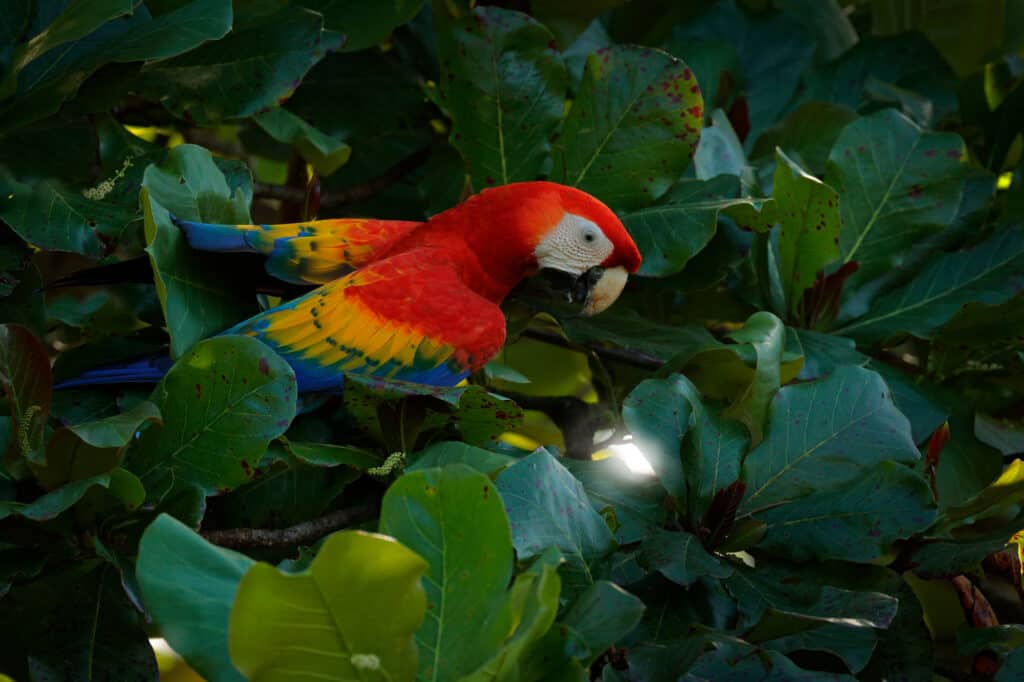 Can Parrots Be Autistic? - Talkie Parrot