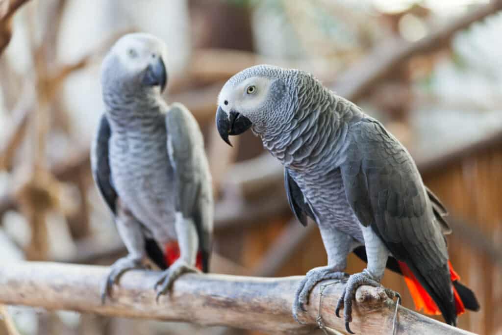 African Grey Parrot: A Pet Guide With Care Tips – Talkie Parrot