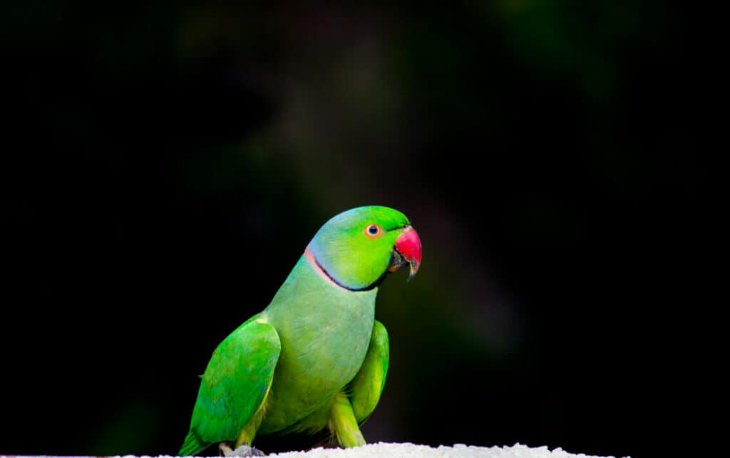 Are Parrots Afraid of the Dark? – Talkie Parrot