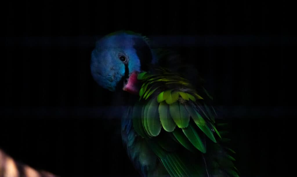 Are Parrots Afraid of the Dark? – Talkie Parrot