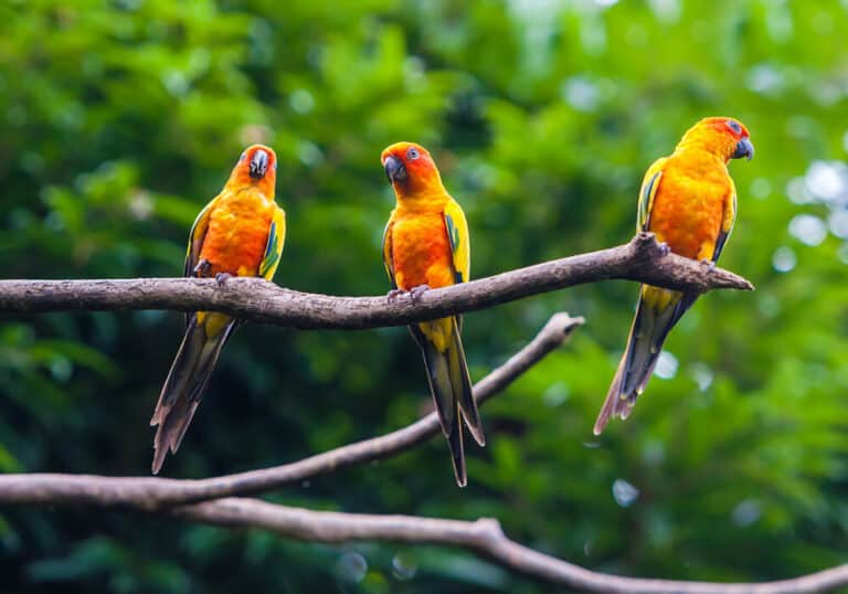 What Is a Group of Parrots Called? Name Revealed! - Talkie Parrot